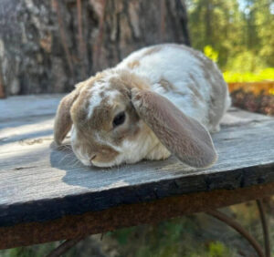 Blewett Buns Rabbitry | Mini Plush Lops